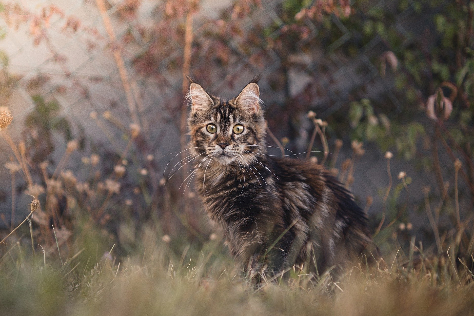 If You Love Cats - Links - How to Survive Your Magical Family - Clare ...